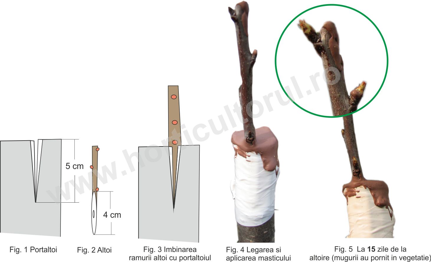 Cercetează: Altoirea pomilor primavara+VIDEO