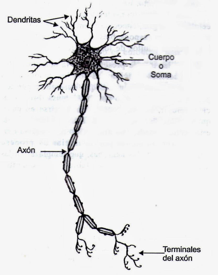 Estructura anatómica de la neurona - Anatomía humana general