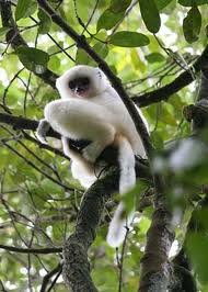 Endangered Primate Species: Silky Sifaka