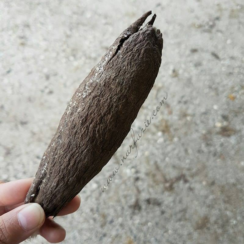 Buah Kekabu dan Pokok Kekabu