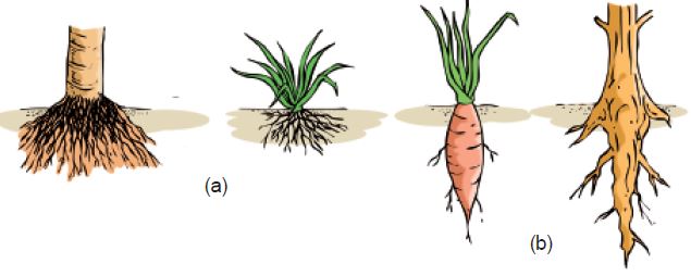 Jenis-Jenis Akar dan Fungsinya Bagi Tumbuhan