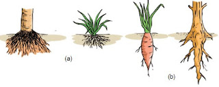 Jenis-Jenis Akar dan Fungsinya Bagi Tumbuhan