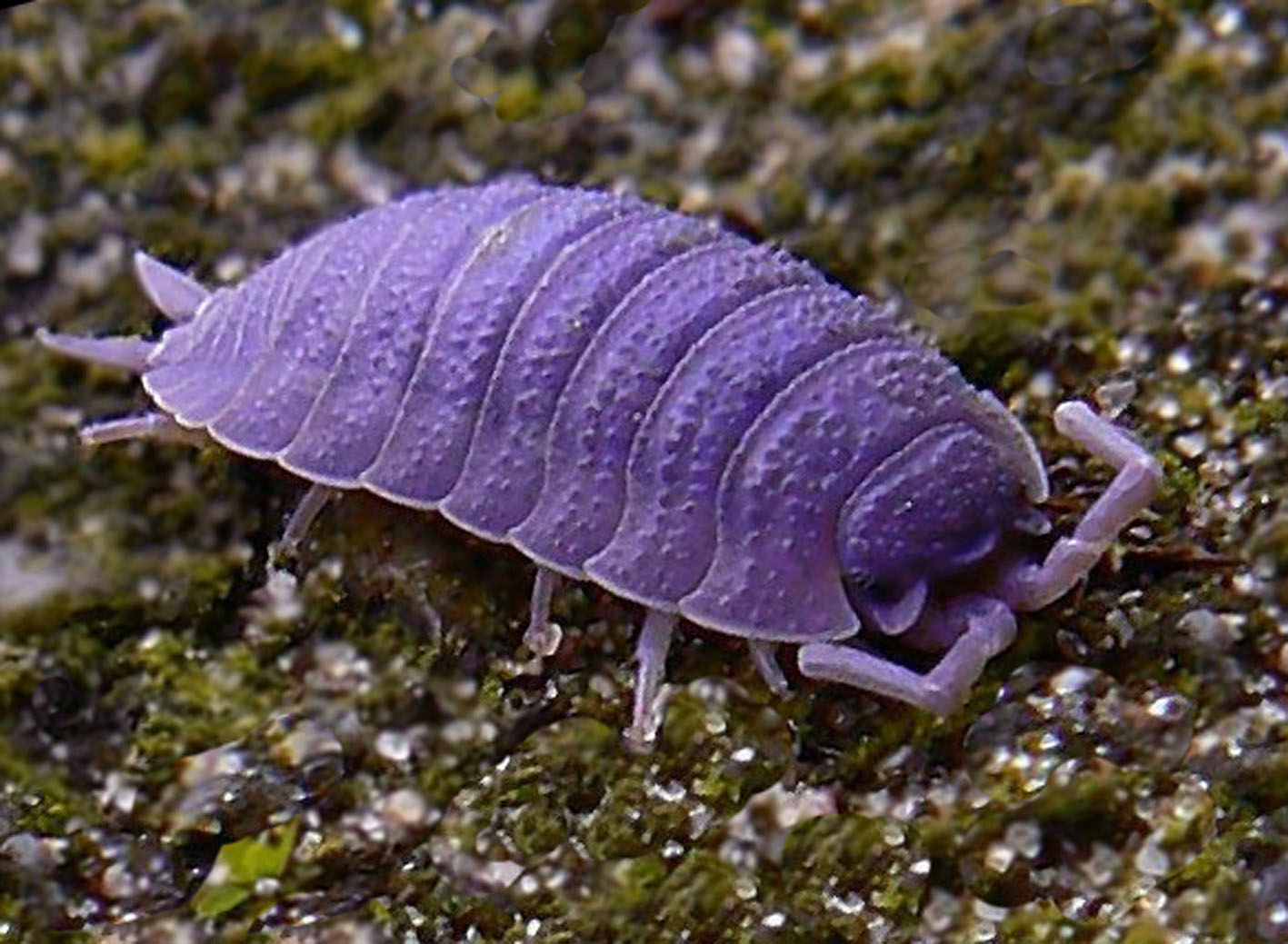 Piet Schellekens: 252. Bleke en blauwe pissenbedden