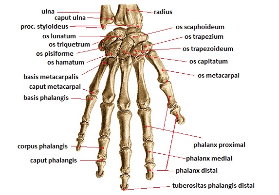 Sari's Time Capsule: Anatomi Tulang Ekstrimitas (Carpal & Tarsal)