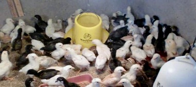 Ternak Ayam Sukses: Metode Memilih Bibit Ayam Kampung Jantan dan Betina ...