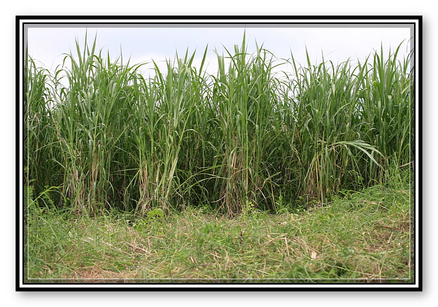 Maralfalfa Veracruz MEXICO