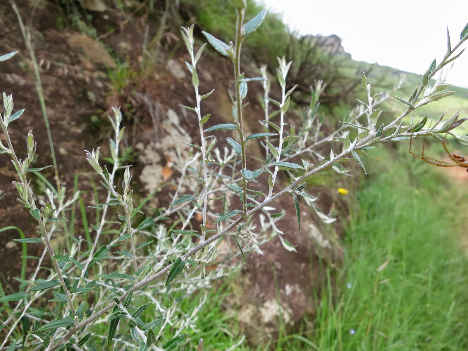 Travels, Experiences, Life: Medicinal Plant: Athrixia phylacoides ...