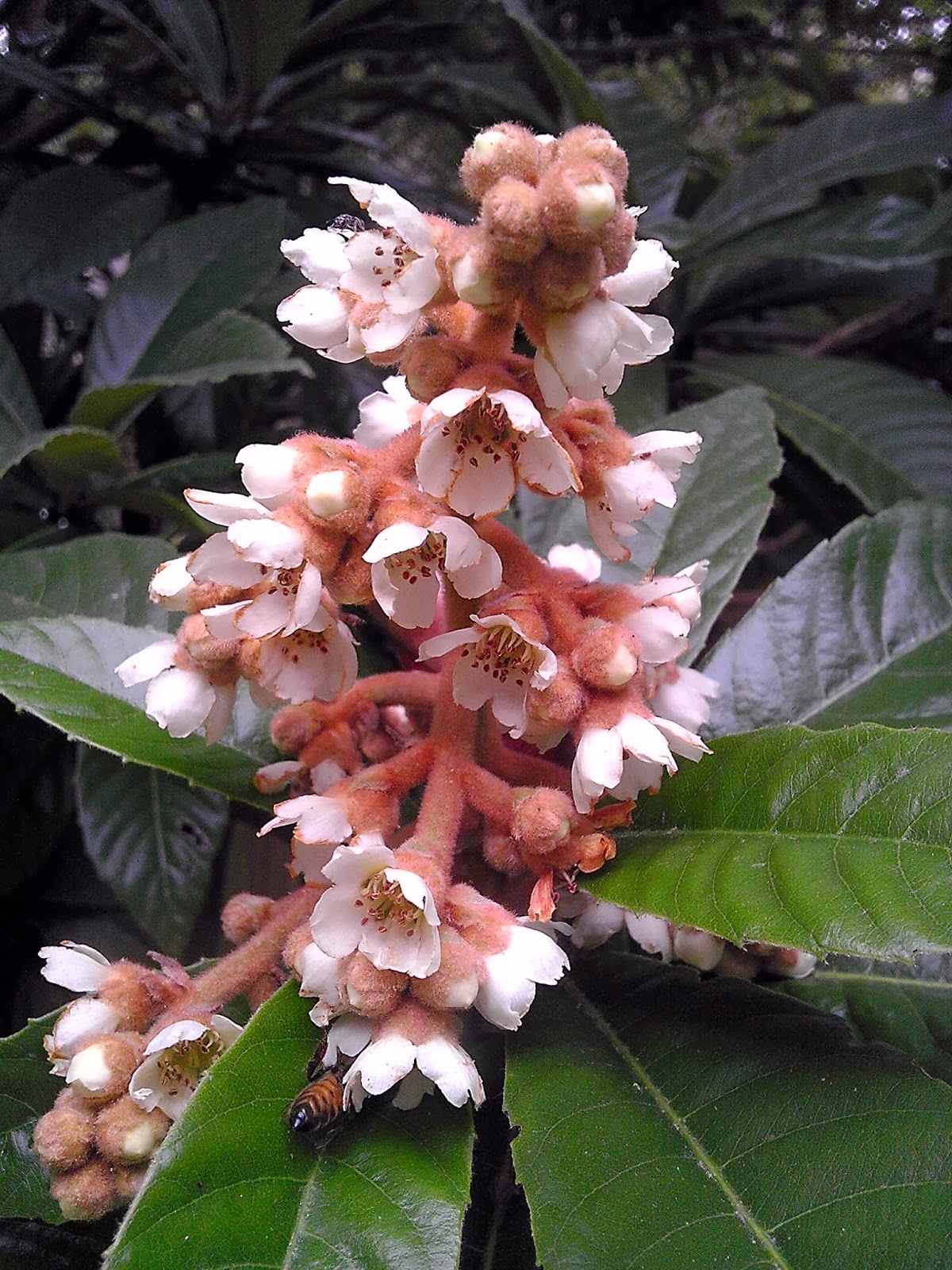 The Freckled Gardener | Nancy's Carolina Kitchen Garden: Bittersweet ...