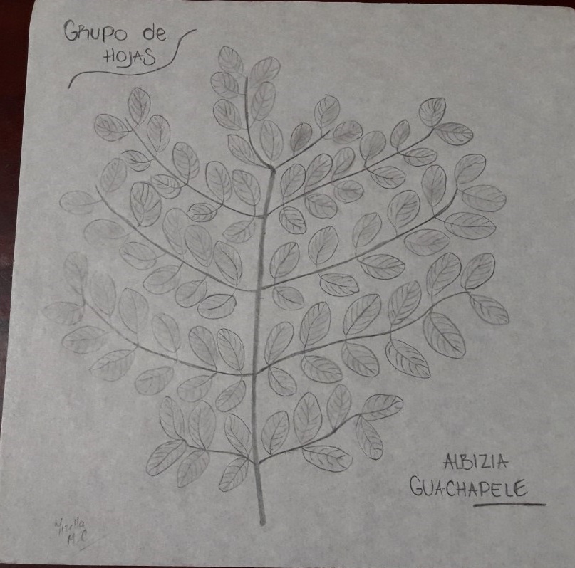 Guachapelí: DIBUJOS