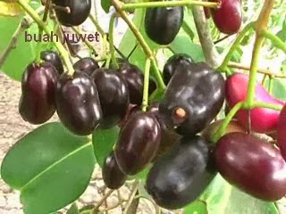 Cari Tahu: Manfaat Buah Juwet