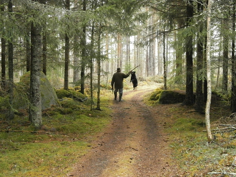 Gruvligt och ljuvligt: Skogsskövling