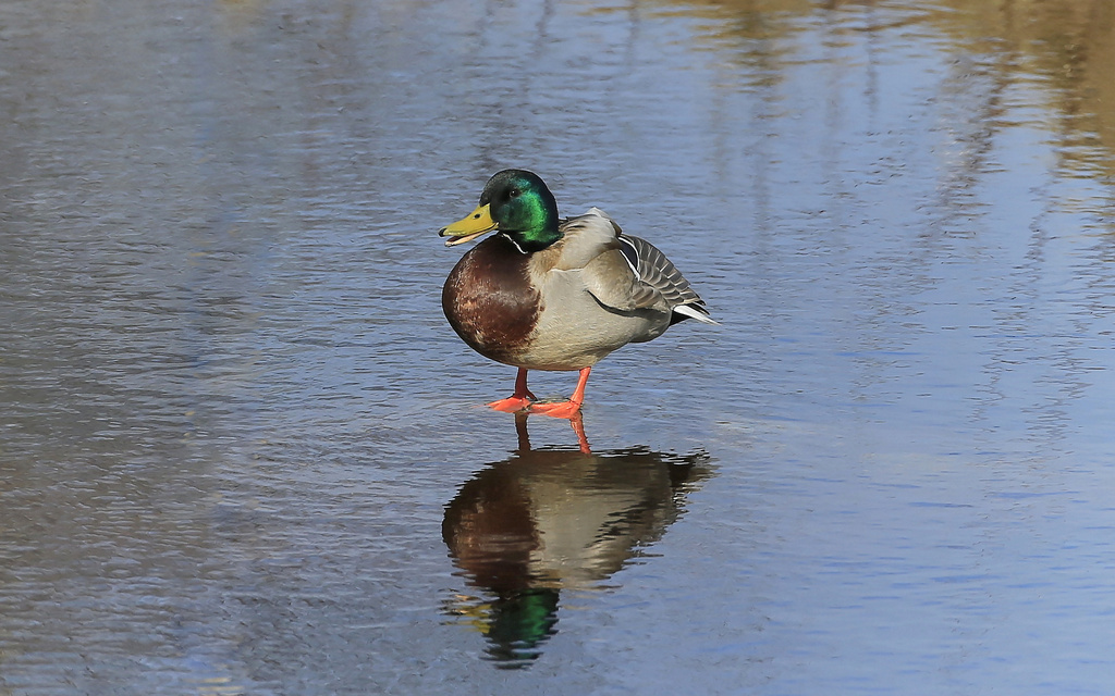 Med egne øyne: Om å gå på vannet.