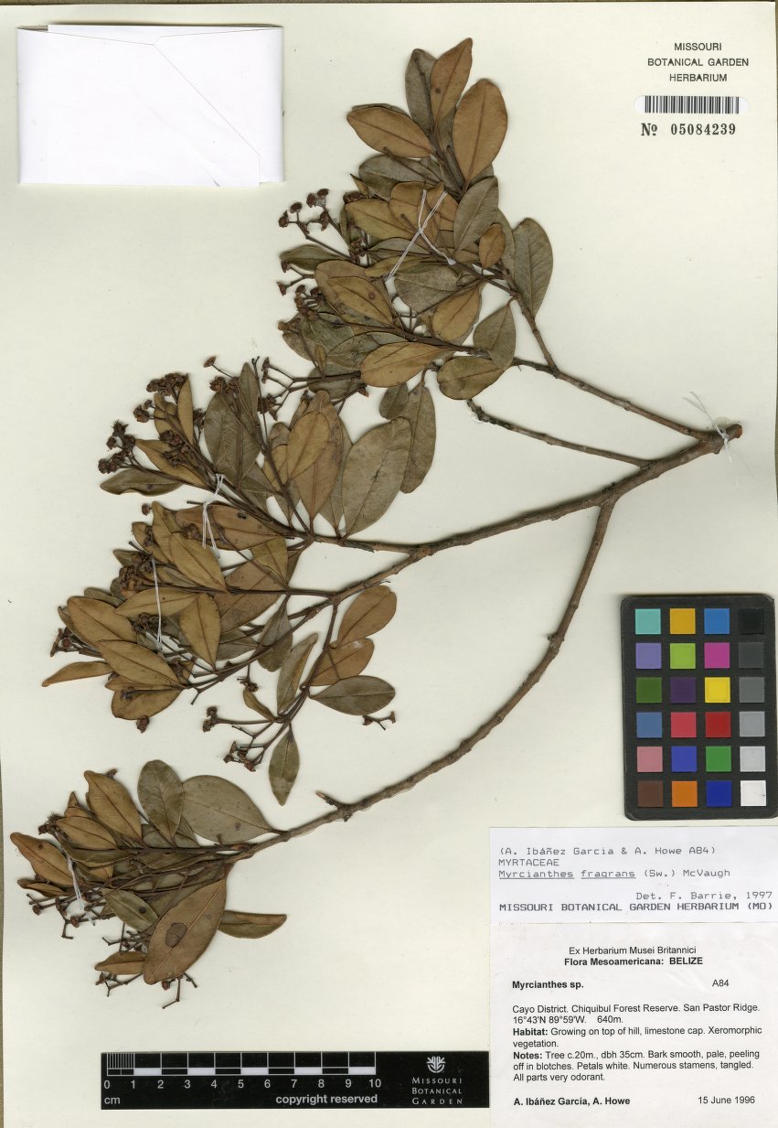 LESSER ANTILLES PLANTS ANGIOSPERMA: MYRTACEAE DIALIPÉTALAS MYRTALES ...