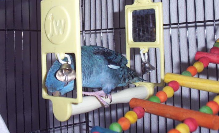 The Splendid Bourke Bird Blog: Cobalt Blue Linnie, Hand Fed and Rowdy