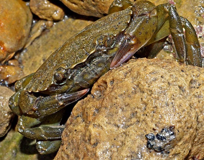 CABINET OF CURIOSITIES: A spot of rock-pooling