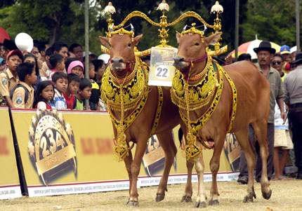 Kerapan Cow (Madura) ~ INDONESIAN CULTURE