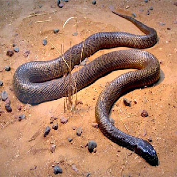 Biologia ao Extremo: TAIPAN DO INTERIOR, A MAIS LETAL DAS SERPENTES ...