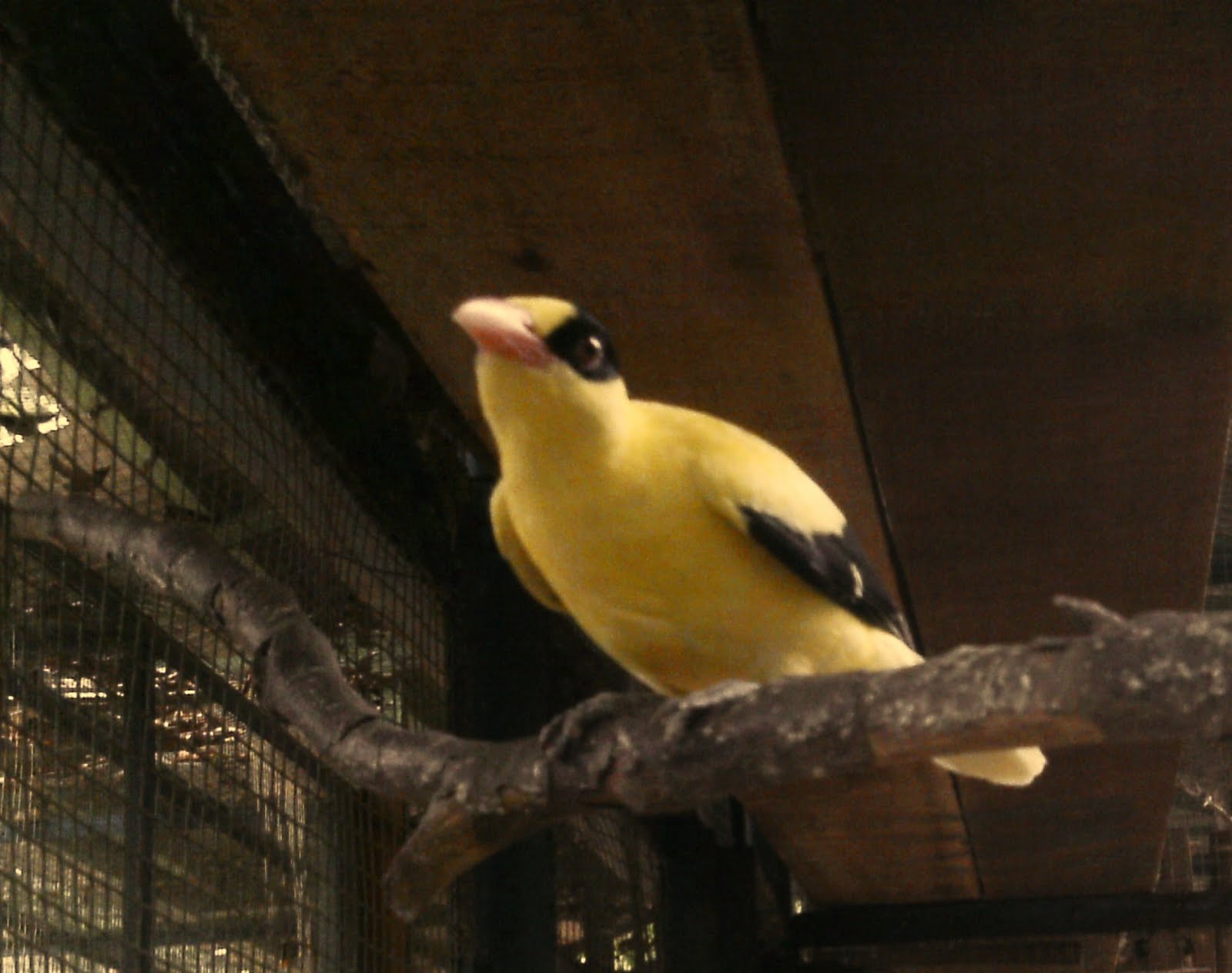 Thornhill: kepodang / oriole / Oriolus chinensis / Bincarung