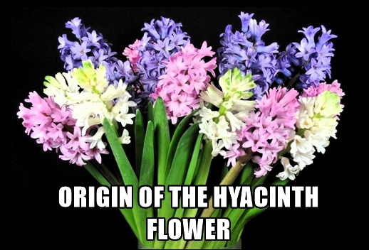 ANCIENT LIGHT: "Origin of a Flower" Hyacinthus, Zephyr, & Apollo ...