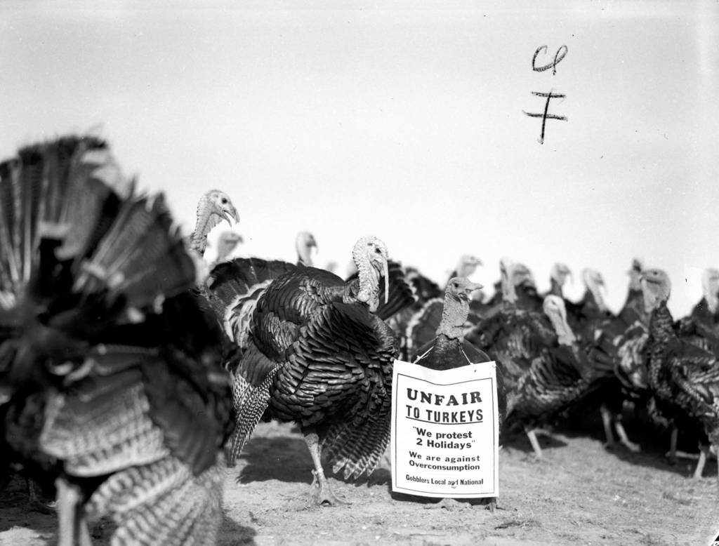 Strange Company: Newspaper Clipping(s) of the Day, Annual Thanksgiving ...