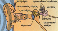 Φυσική για παιδιά: Το αυτί
