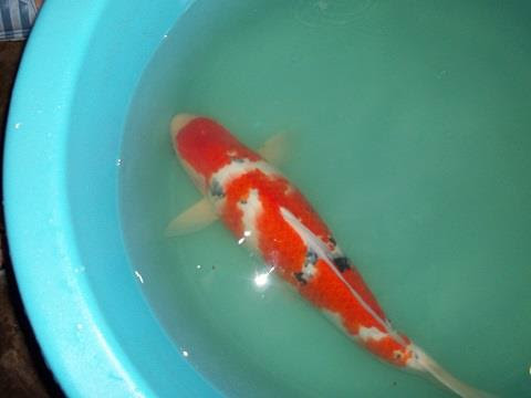 Mountaintop Koi: First culling for Taisho Sanke 6/19/2013