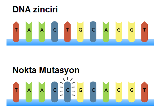 Mutasyon nedir - fenbilim.net