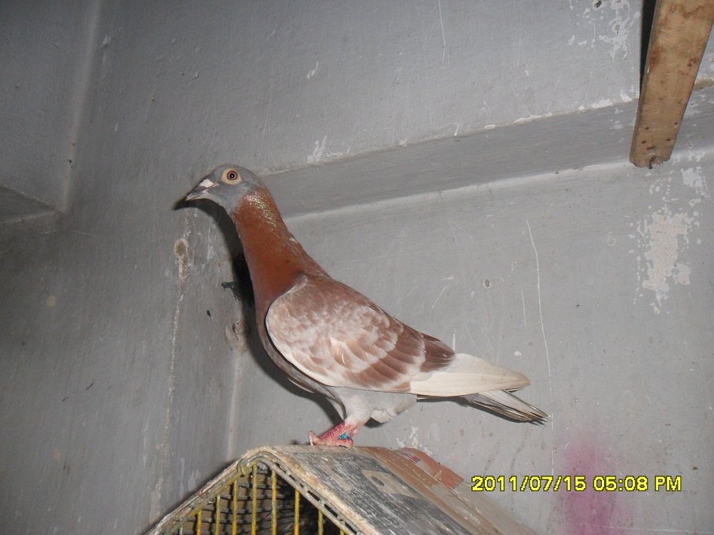 Red checker racing pigeons ~ Master Loft