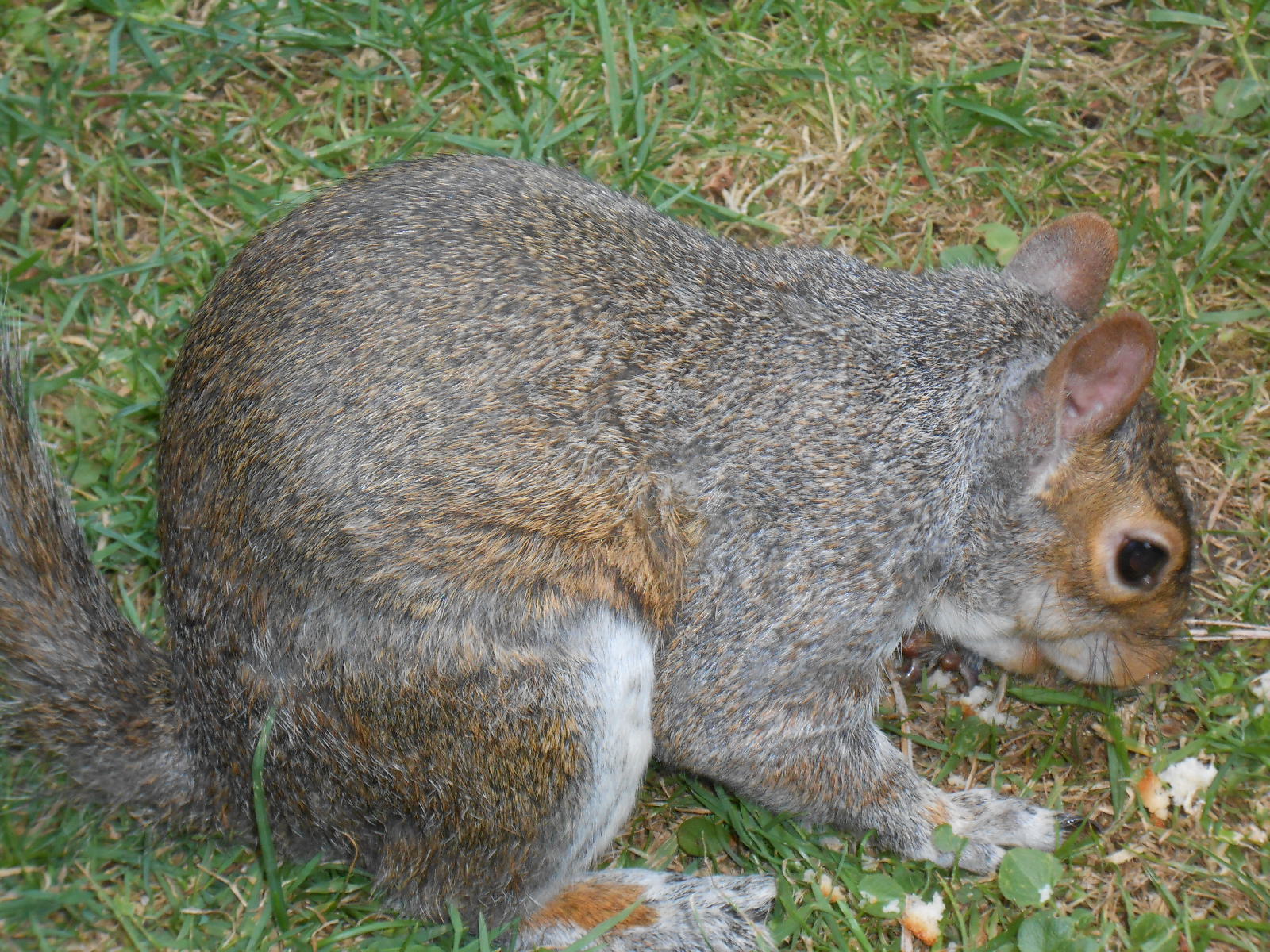 Jane Sharp - Writer - Poet - Musician : Beware the Killer Squirrels!