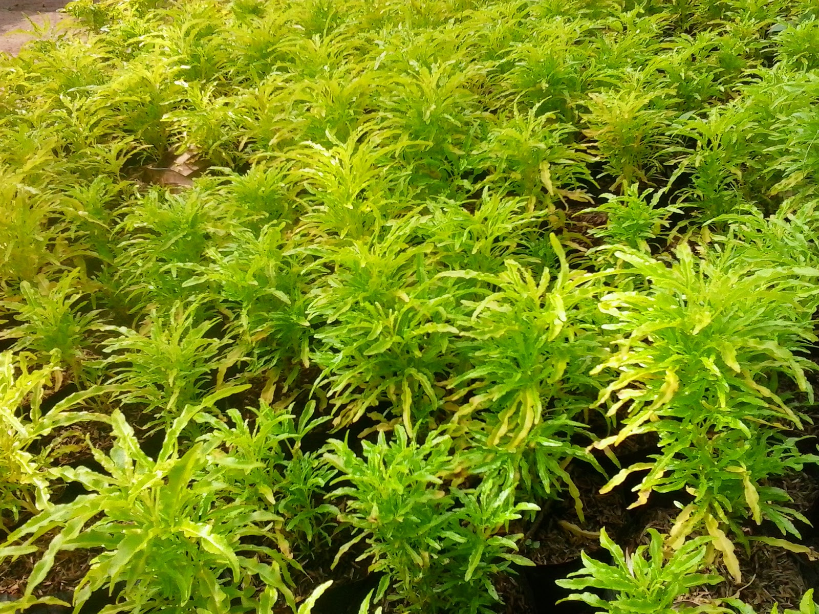 Jual Pohon Brokoli Hias | tukang taman