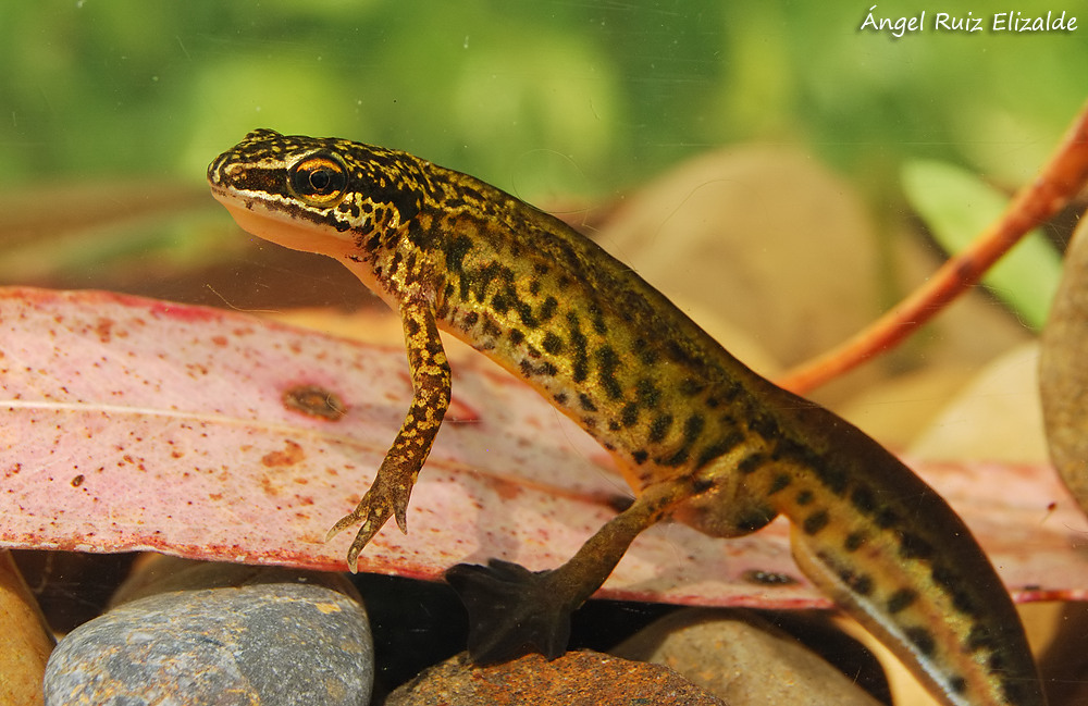 Aves de la Ría de Ajo: Tritones...
