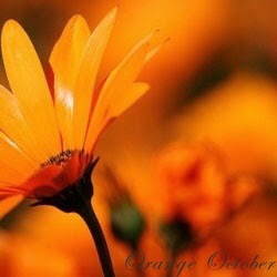 A Touch of Southern Grace : Orange October