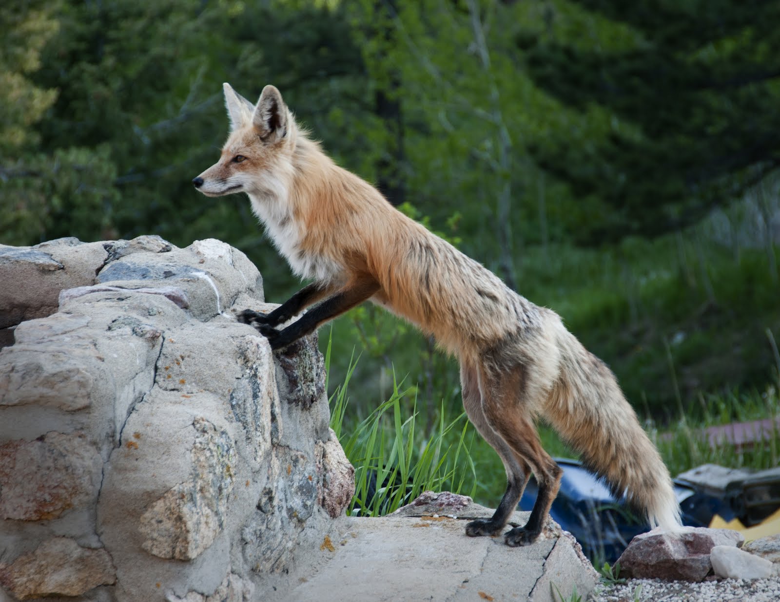 COURTENAY GILBERT photography: Colorado 2011 Part 3 - The Fox