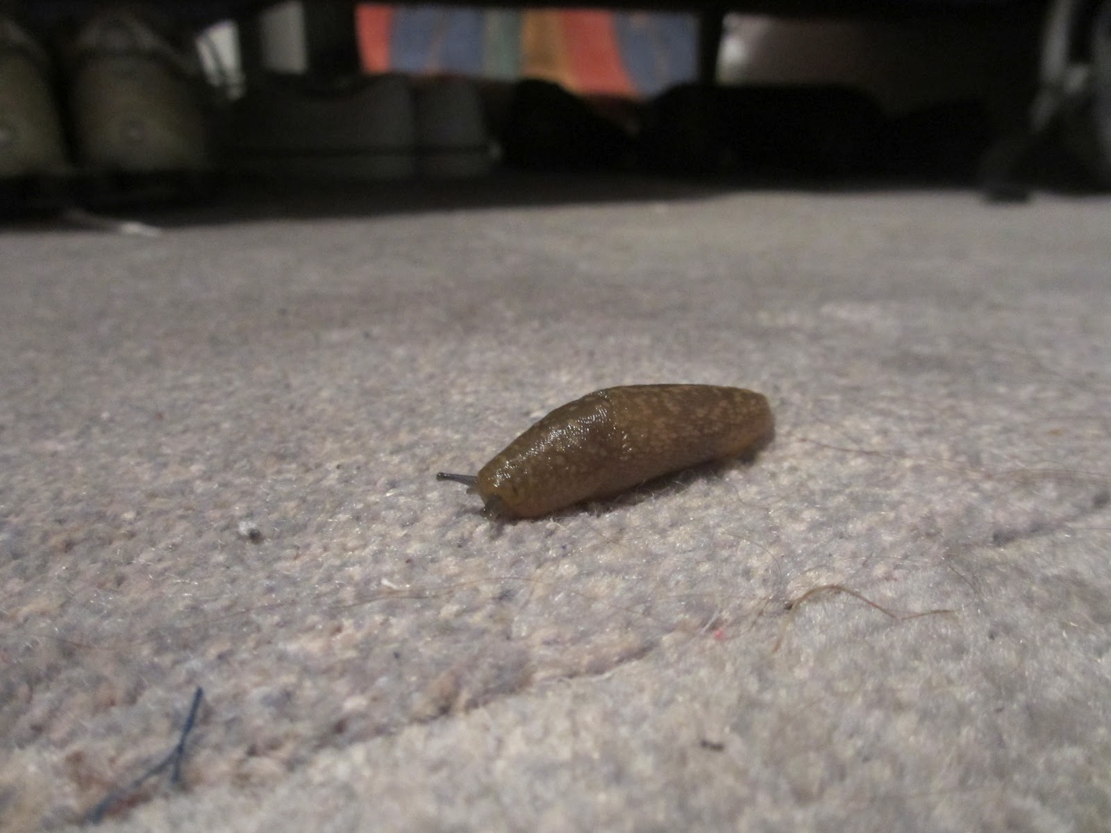 Kia Ora: Slugs, Bugs, and other UGS