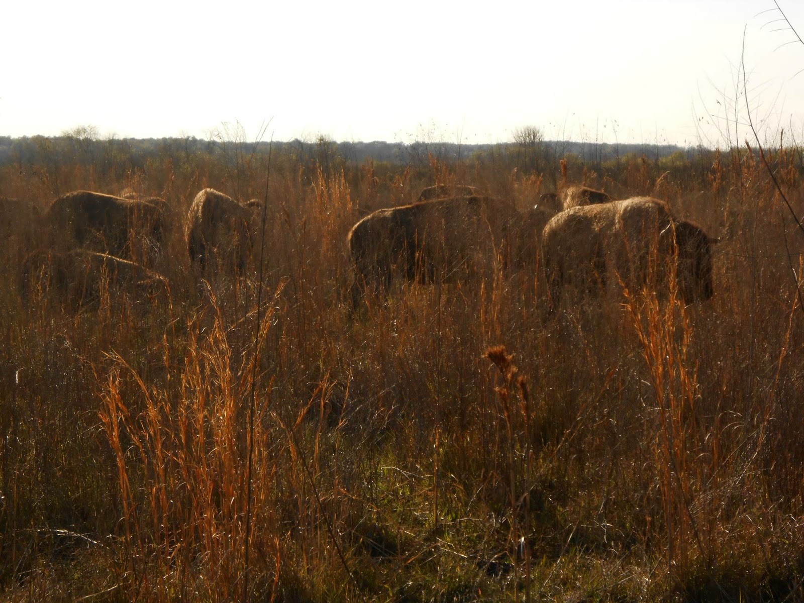 Paynes Prairie Wild Bison Adventure - Lost Girls Adventures