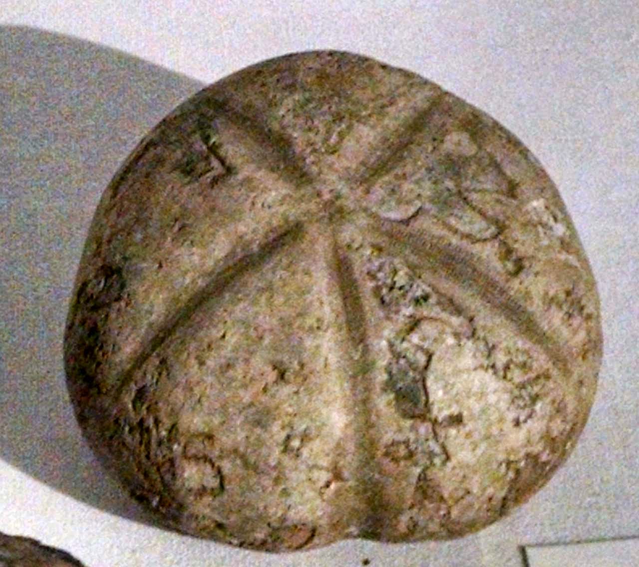 Louisville Fossils and Beyond: Clypeus plotii Echinoid Fossil