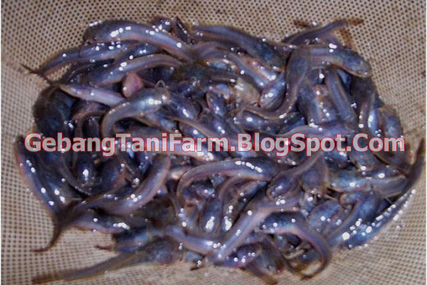 Tips dan Trik Menebar Benih Lele Tanpa Stres dan Minim Kematian ...