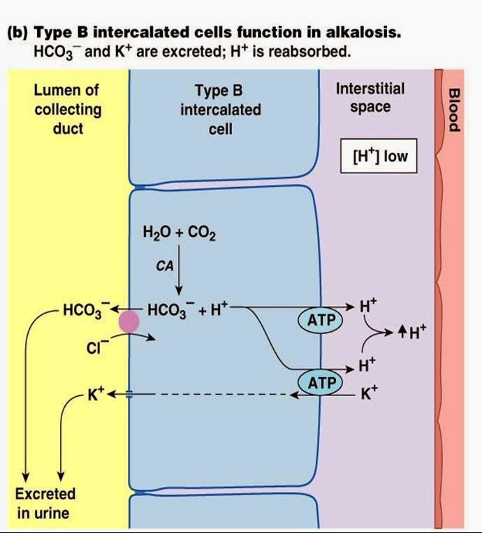 USMLE COMLEX Study Guides : First Aid Renal Physiology Part ll