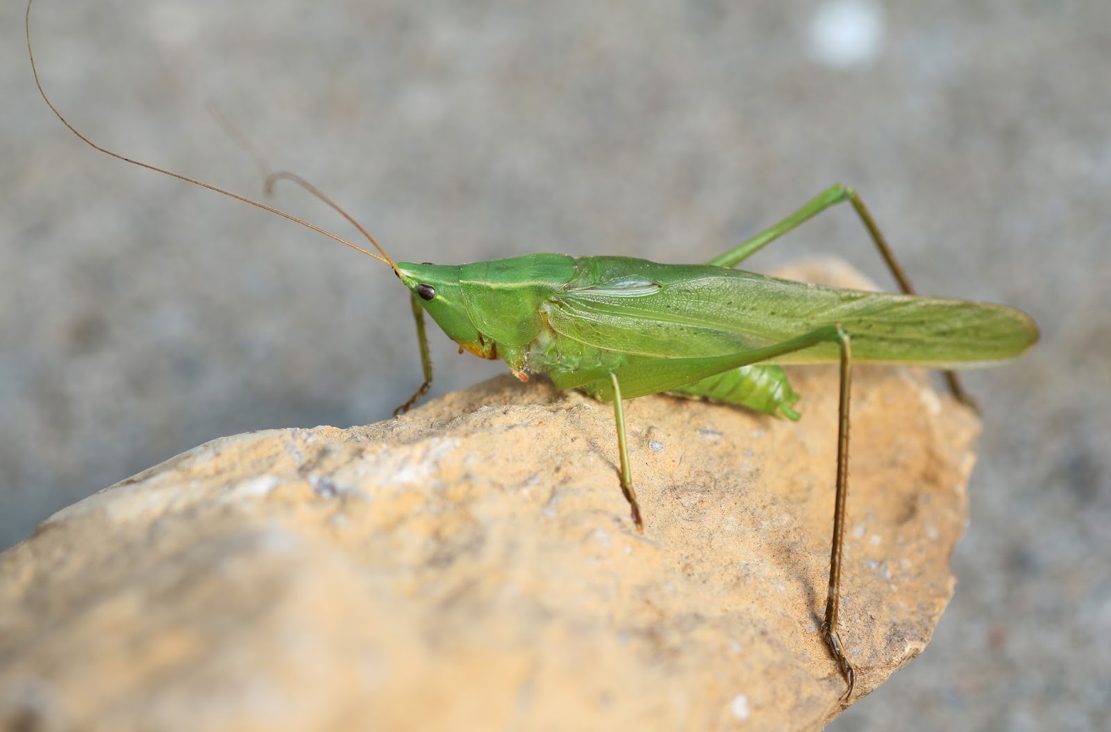 MObugs: Round-Tipped Conehead Katydid