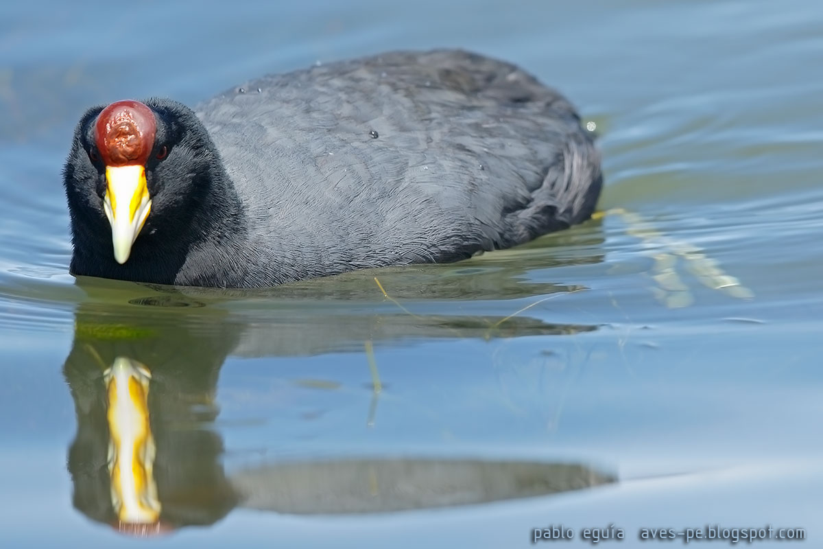 mis fotos de aves: Fulica ardesiaca Gallareta Andina Andean Coot