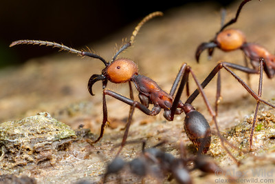 PLAAN : Marabunta es la Hormiga Sitaraco o Trajinera - Eciton spp.