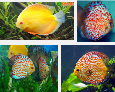 Ini Dia Tips Termudah Budidaya Ikan Discus yang Cantik dan Menarik