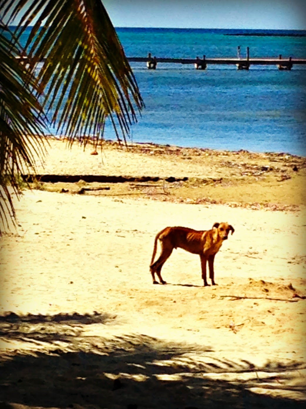 What I Learned In Roatan Honduras: Dogs on Roatan