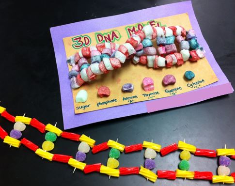 3d Dna Replication Model Project