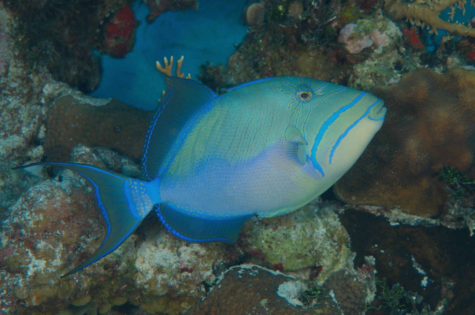 The Best of Underpressure Photography: Kai Sole (juvenile)- Anilao, Philippines/ Queen ...