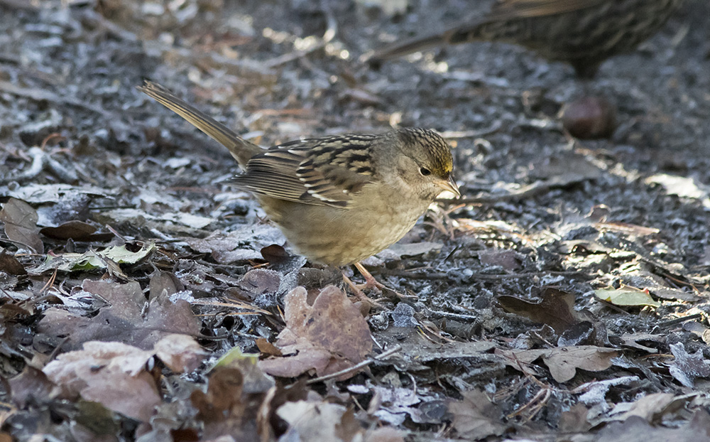 The Bruce Mactavish Newfoundland Birding Blog: Winter Golden-crowned ...