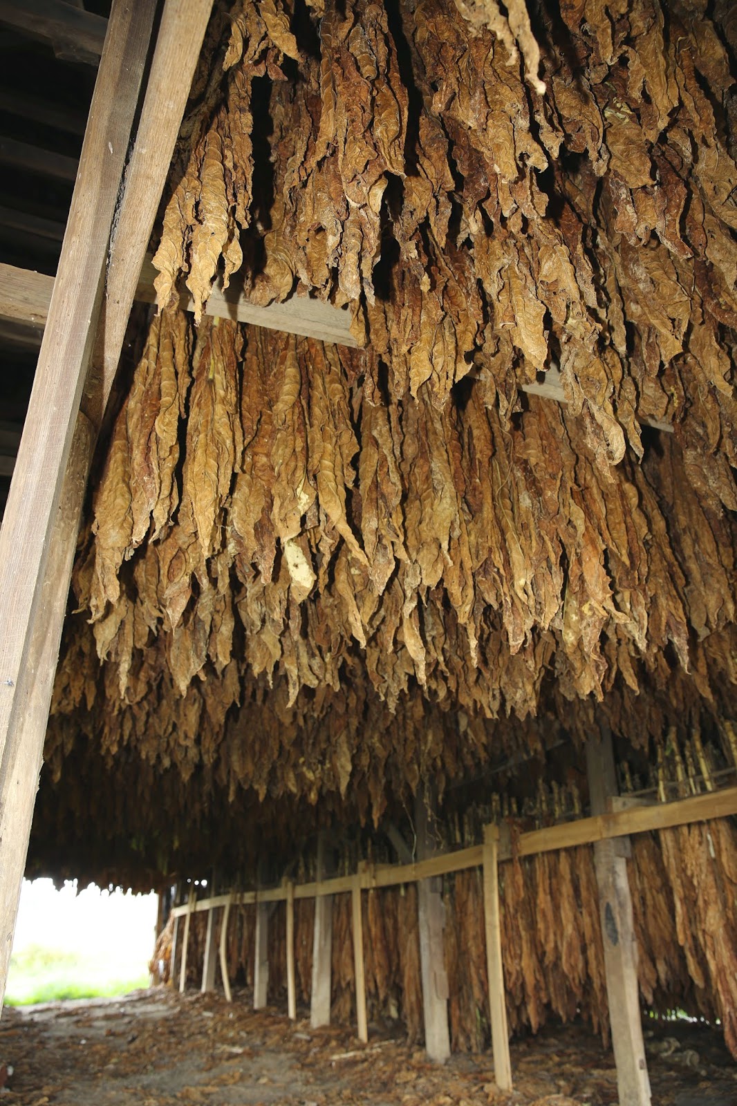 Sweet Southern Days: Old Kentucky Tobacco Barns