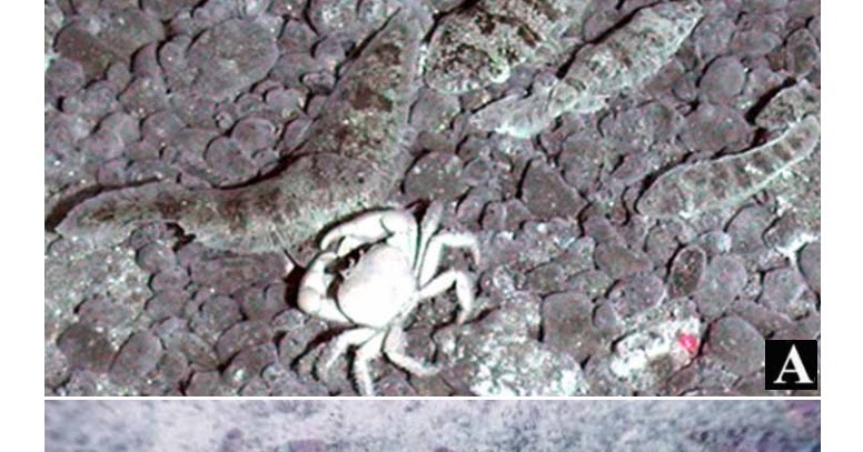 Species New to Science: [Ichthyology • 2008] Symphurus thermophilus • A ...