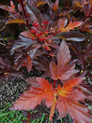 Future Plants by Randy Stewart: Physocarpus - Ninebark