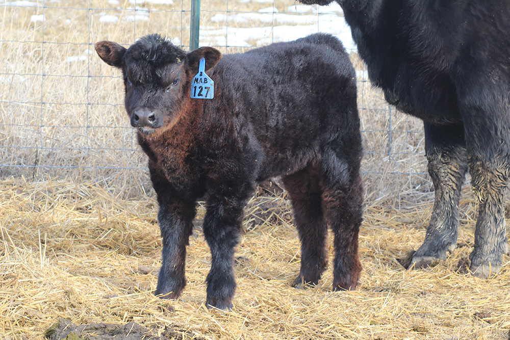 Bushman Cattle Company: February Calf Photos